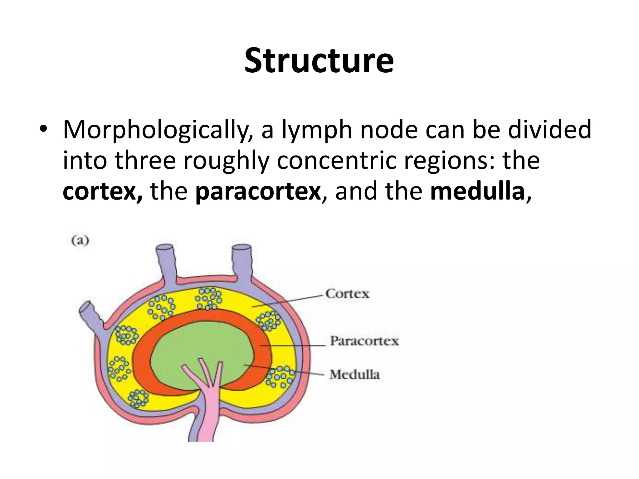 Lymphoid organs | PPT