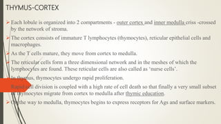 Lymphoid organs | PPTX