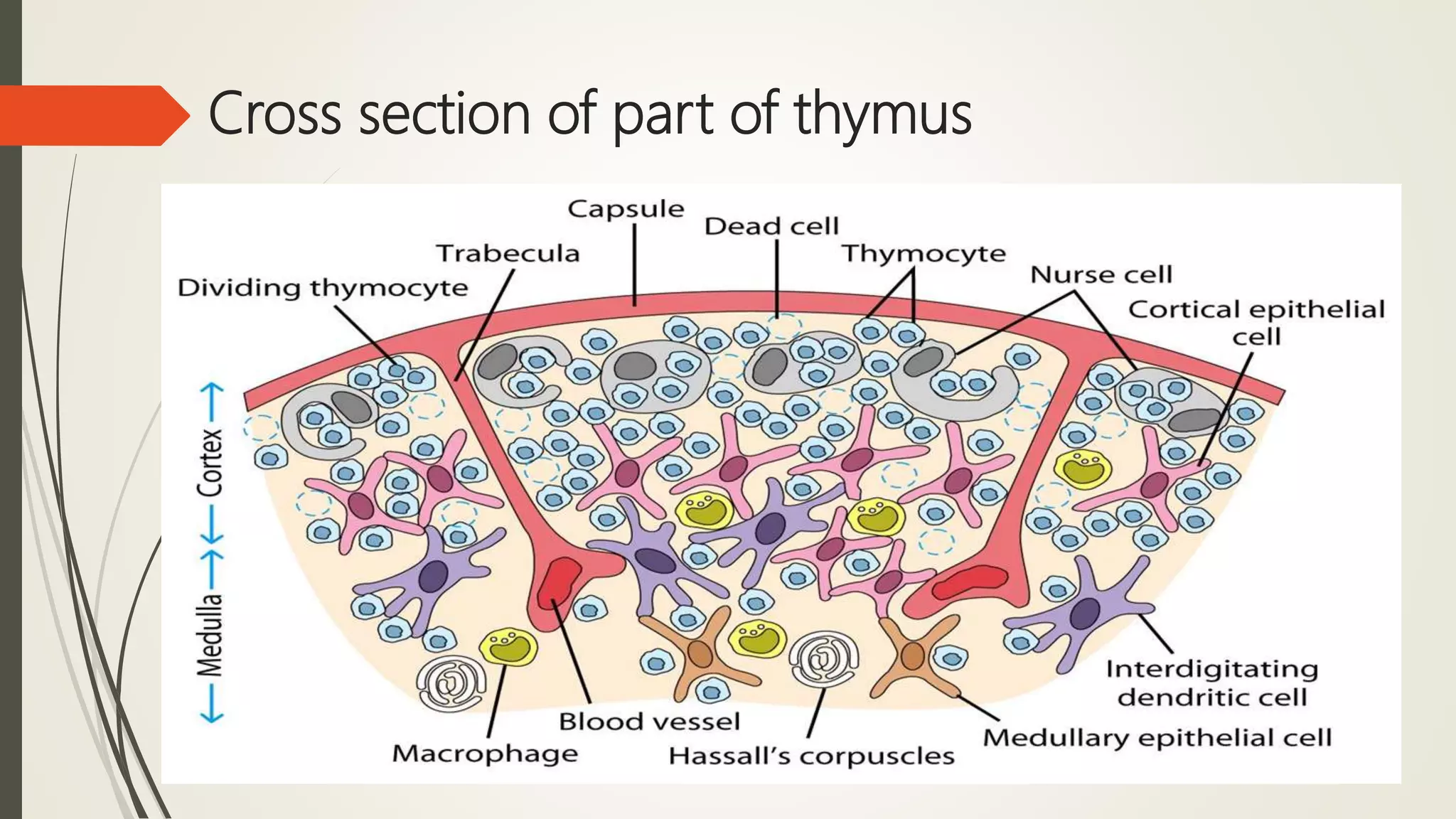 Lymphoid organs | PPT