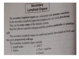 Primary and secondary lymphoid organs.ppt