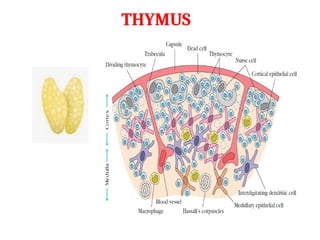 Primary and secondary lymphoid organs.ppt