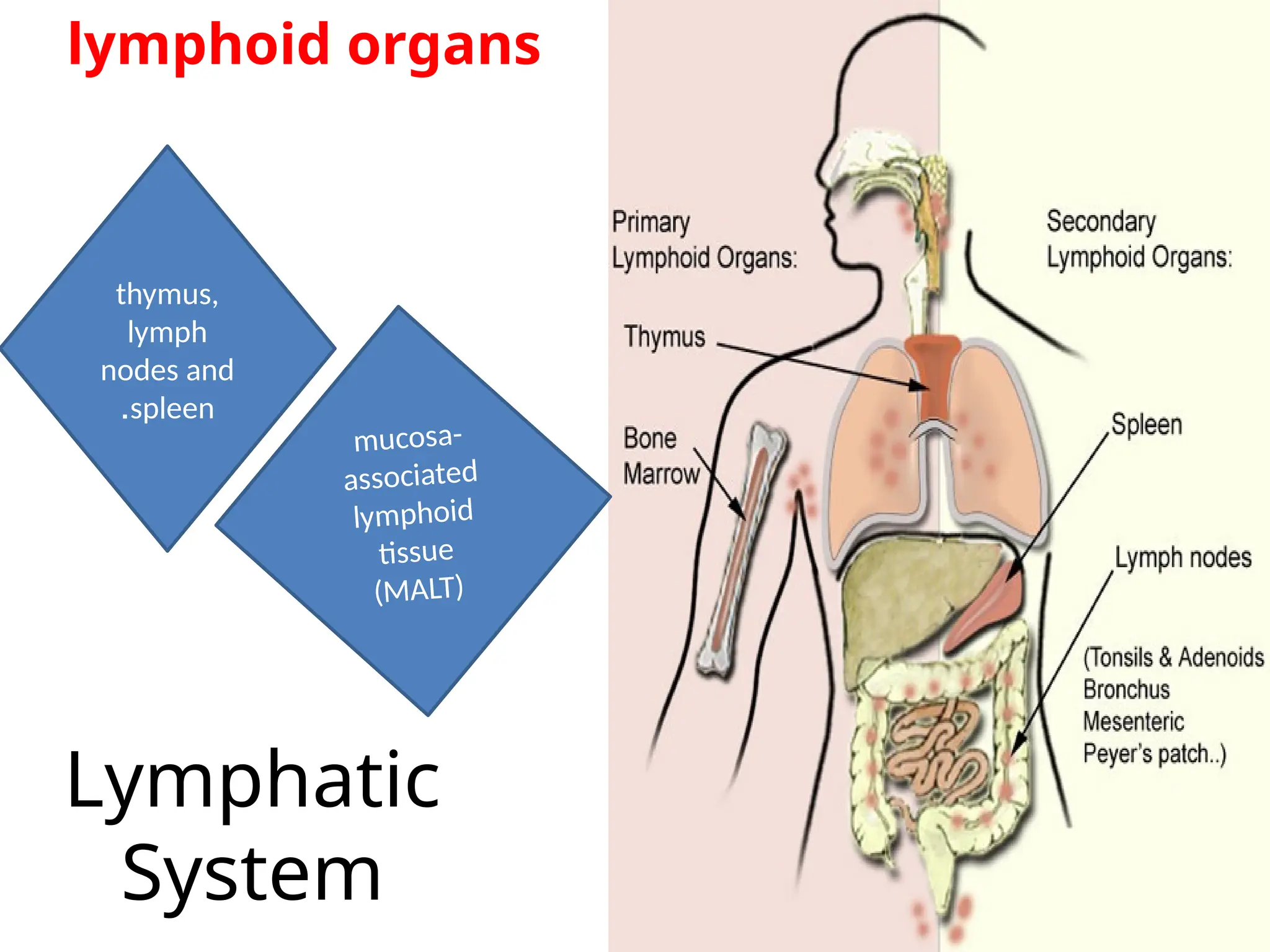 lymphoid organs.pptx hghjhfhfhgfghghgfff | PPTX