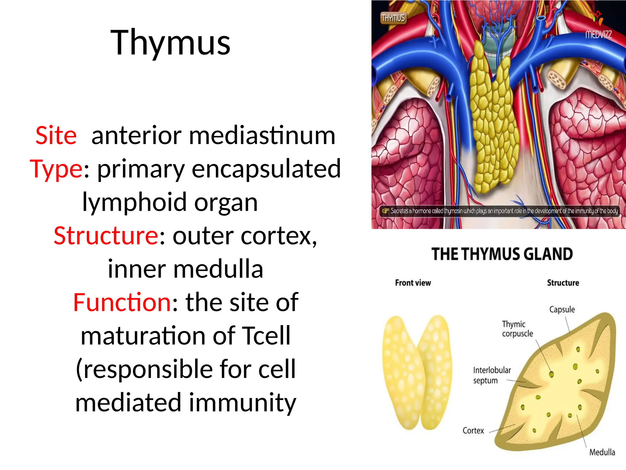 lymphoid organs.pptx hghjhfhfhgfghghgfff | PPTX