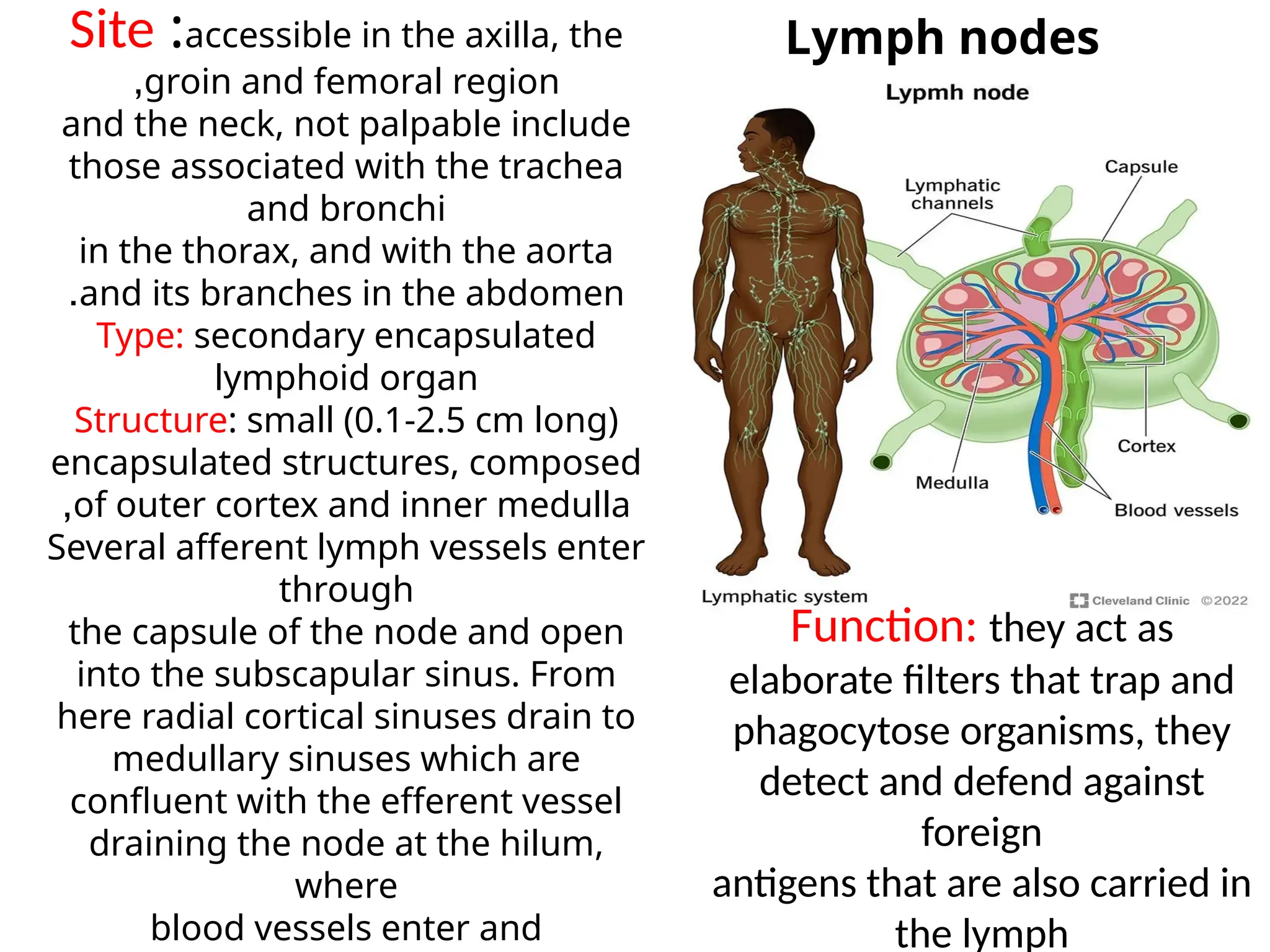 lymphoid organs.pptx hghjhfhfhgfghghgfff | PPTX