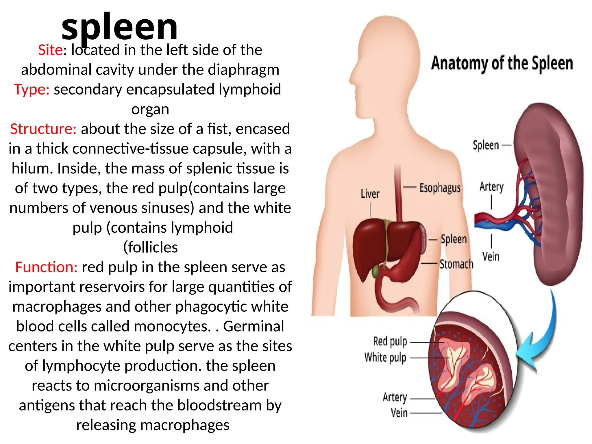 lymphoid organs.pptx hghjhfhfhgfghghgfff | PPTX