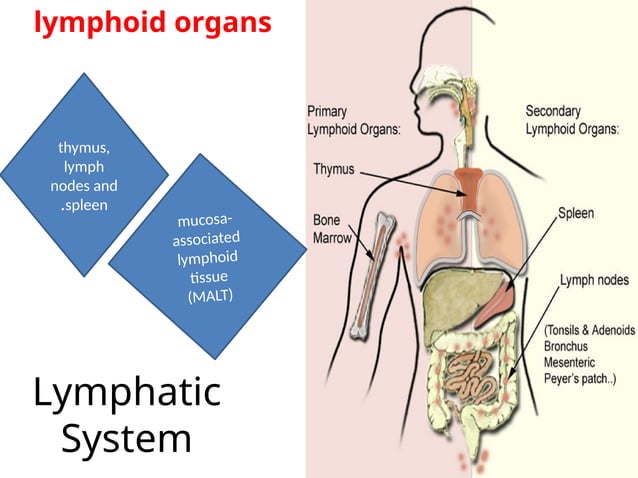 lymphoid organs.pptx hghjhfhfhgfghghgfff | PPT