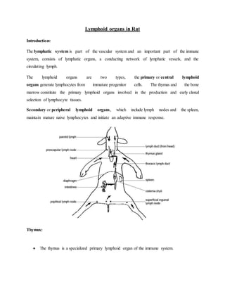 Lymphoid organs in rat | DOCX