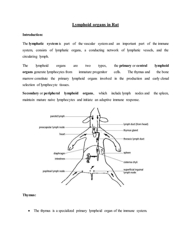 Lymphoid organs in rat | DOCX
