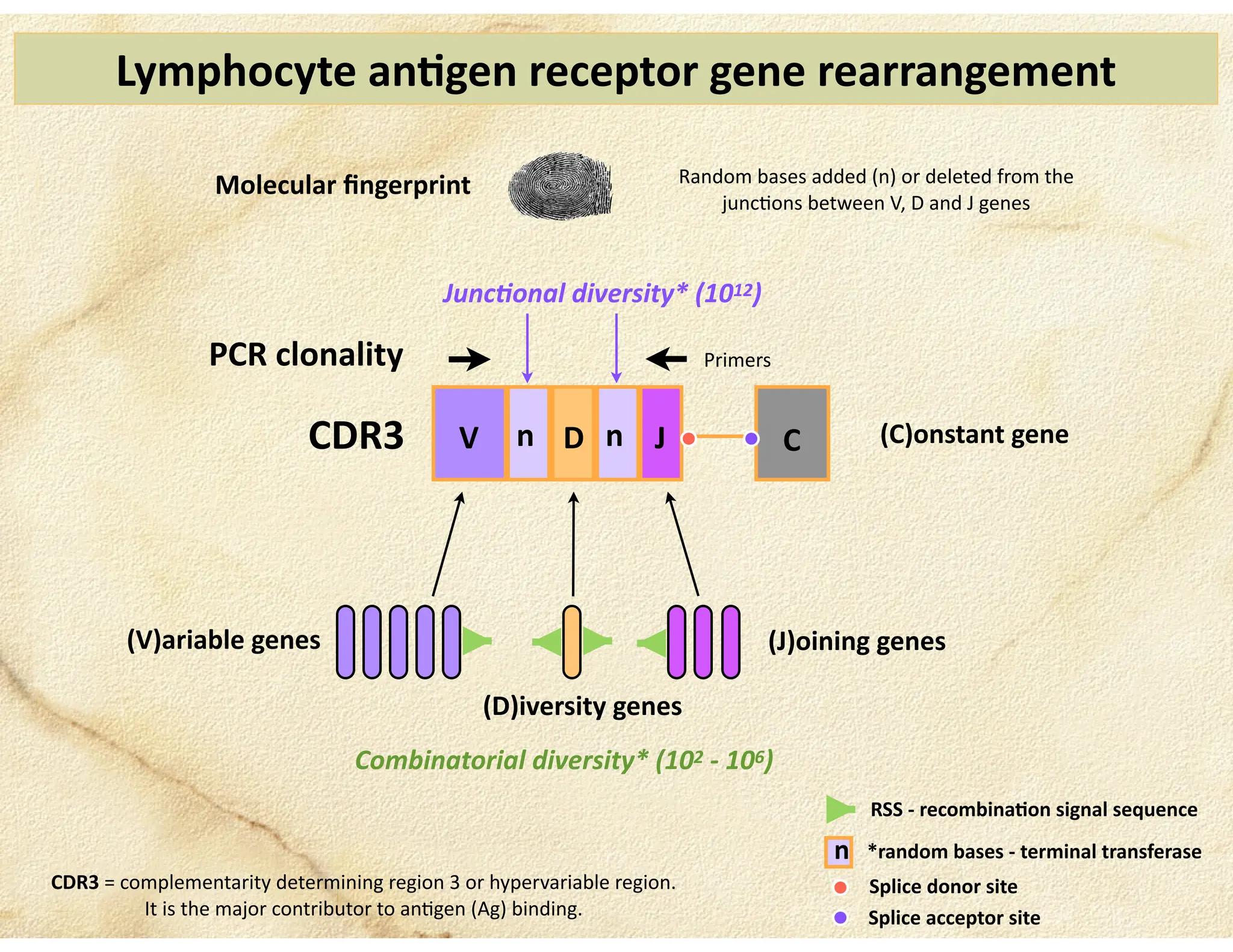 Lymphoid organs trafficking lymphoma 2021.pdf