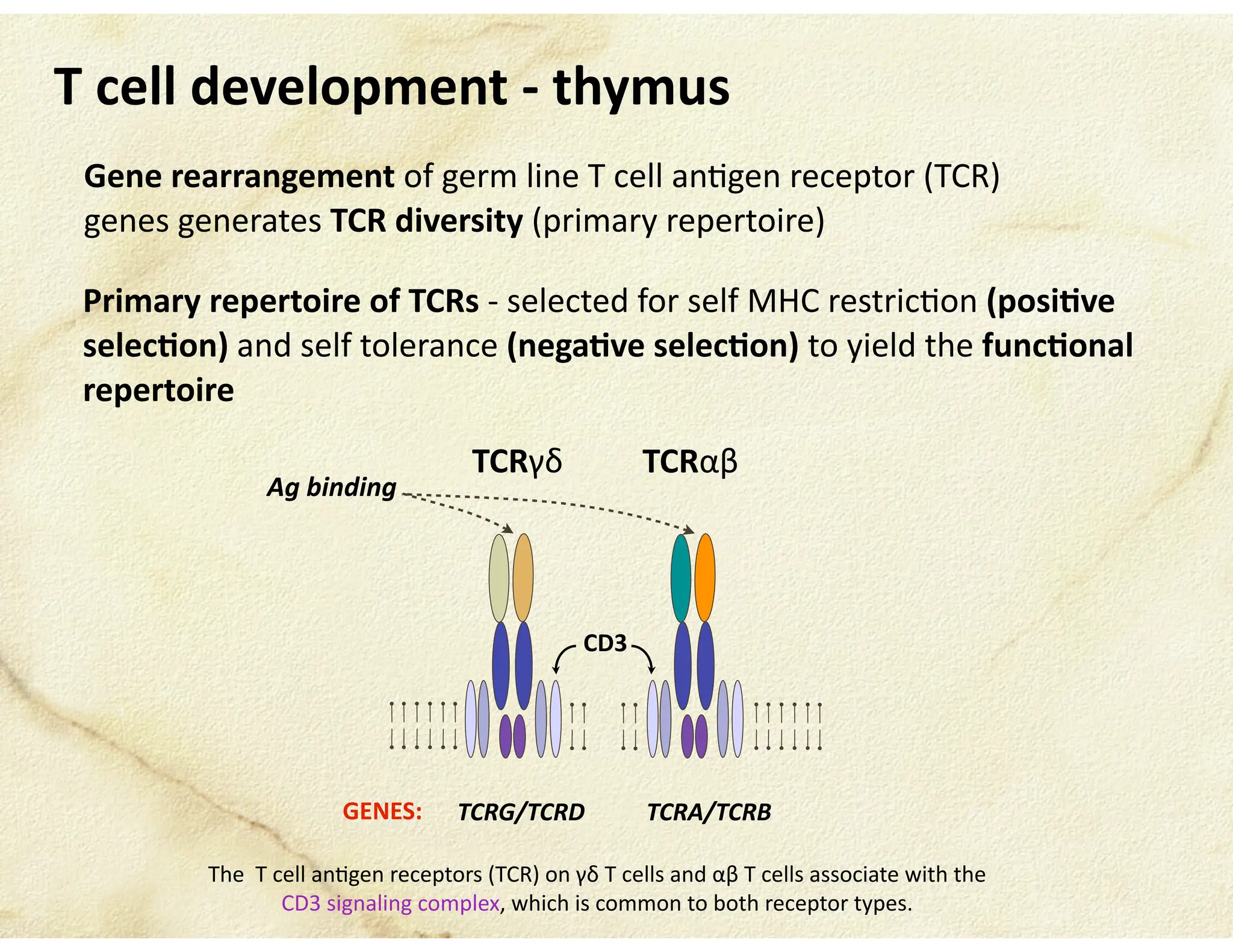 Lymphoid organs trafficking lymphoma 2021.pdf