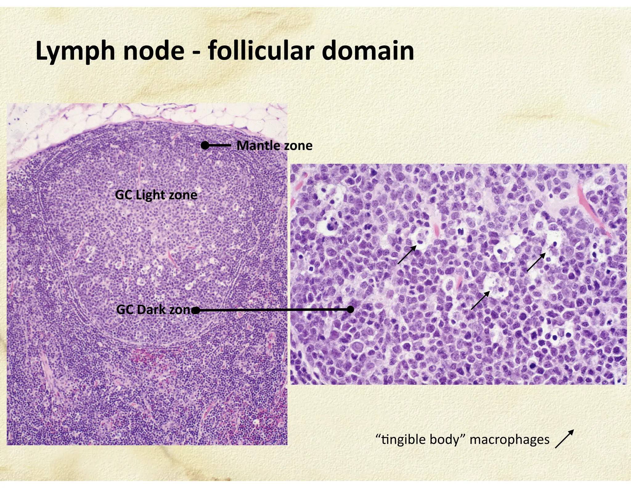 Lymphoid organs trafficking lymphoma 2021.pdf
