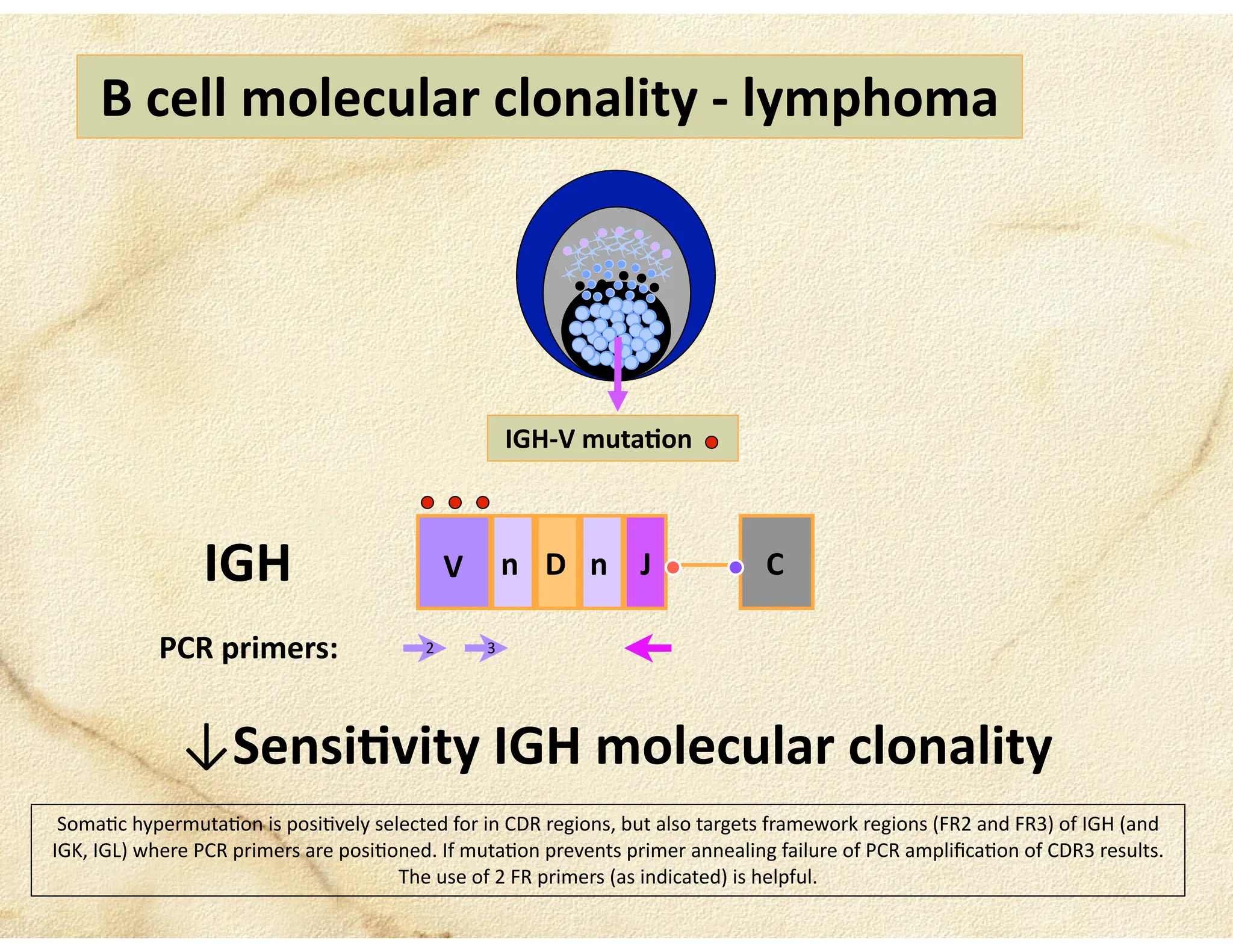 Lymphoid organs trafficking lymphoma 2021.pdf