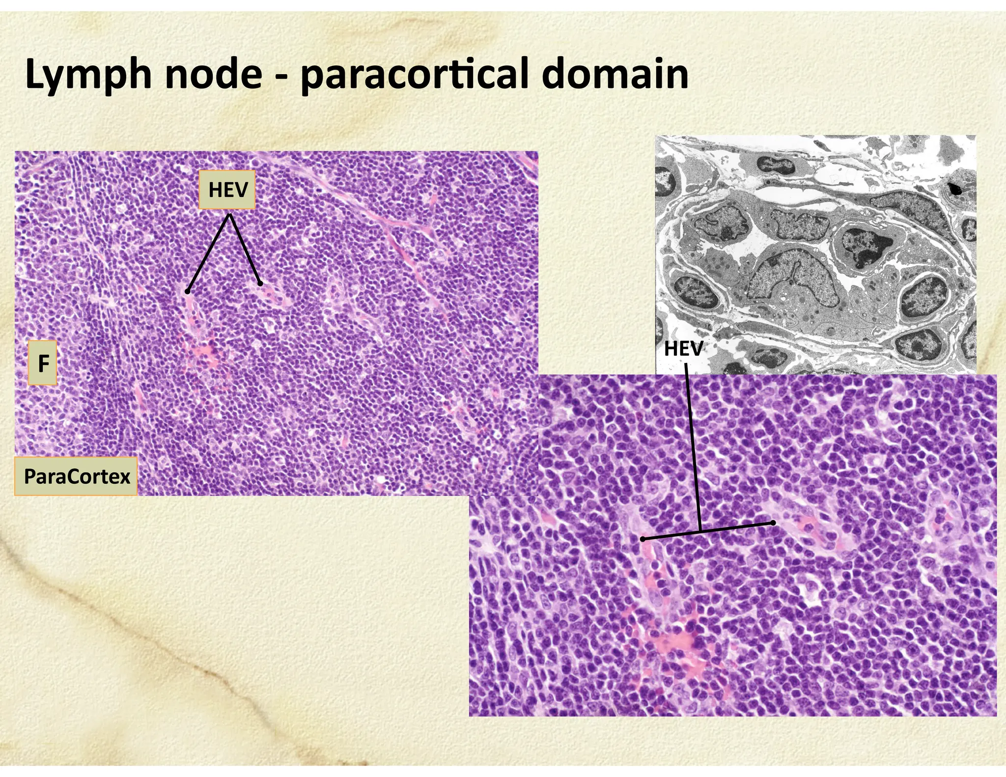 Lymphoid organs trafficking lymphoma 2021.pdf