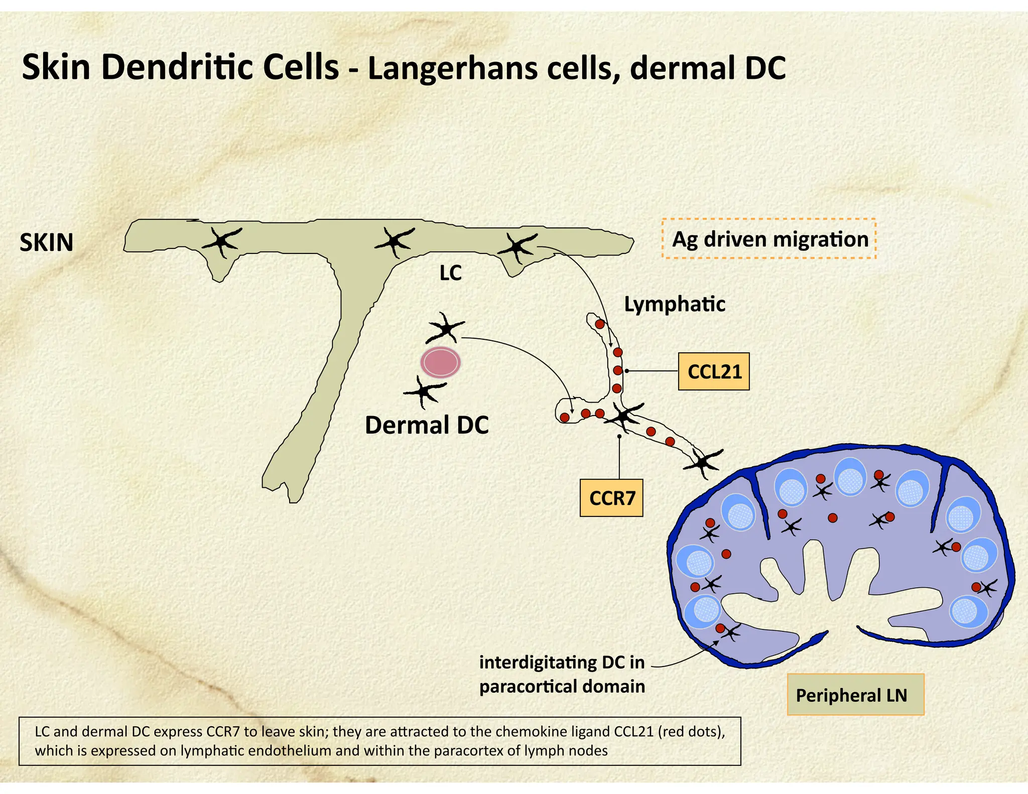 Lymphoid organs trafficking lymphoma 2021.pdf