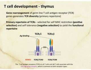 Lymphoid organs trafficking lymphoma 2021.pdf