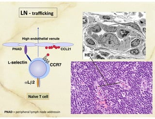 Lymphoid organs trafficking lymphoma 2021.pdf