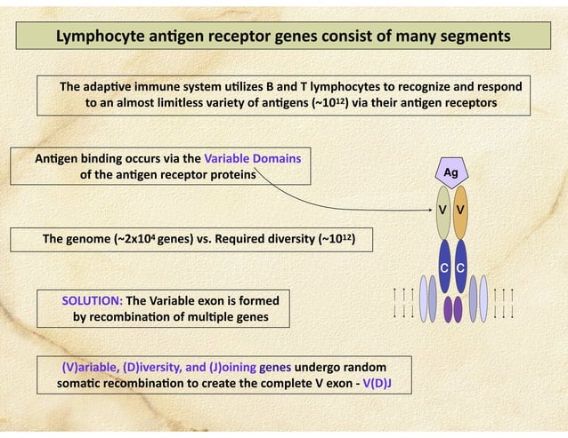 Lymphoid organs trafficking lymphoma 2021.pdf