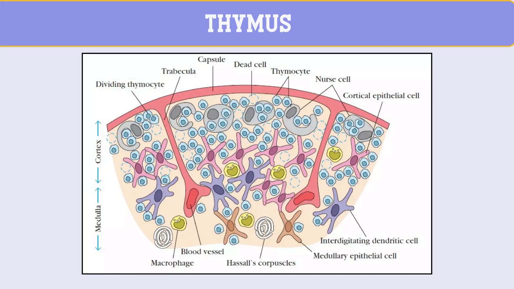 LYMPHOID SYSTEM and organs with structure.pdf