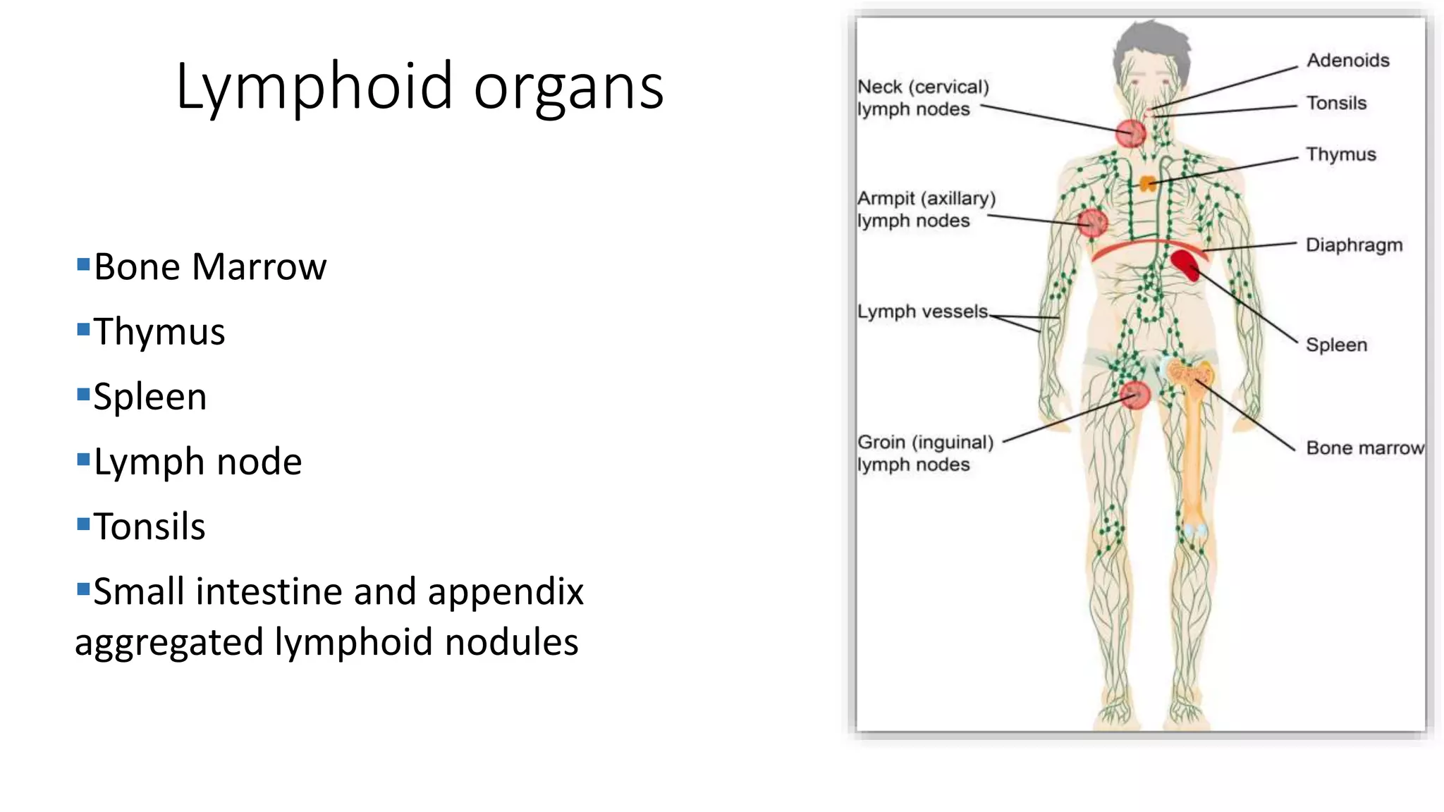 Lymphoid system and cytokines | PPTX