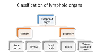Lymphoid system and cytokines | PPTX
