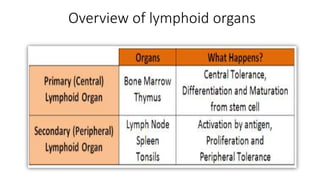 Lymphoid system and cytokines | PPTX