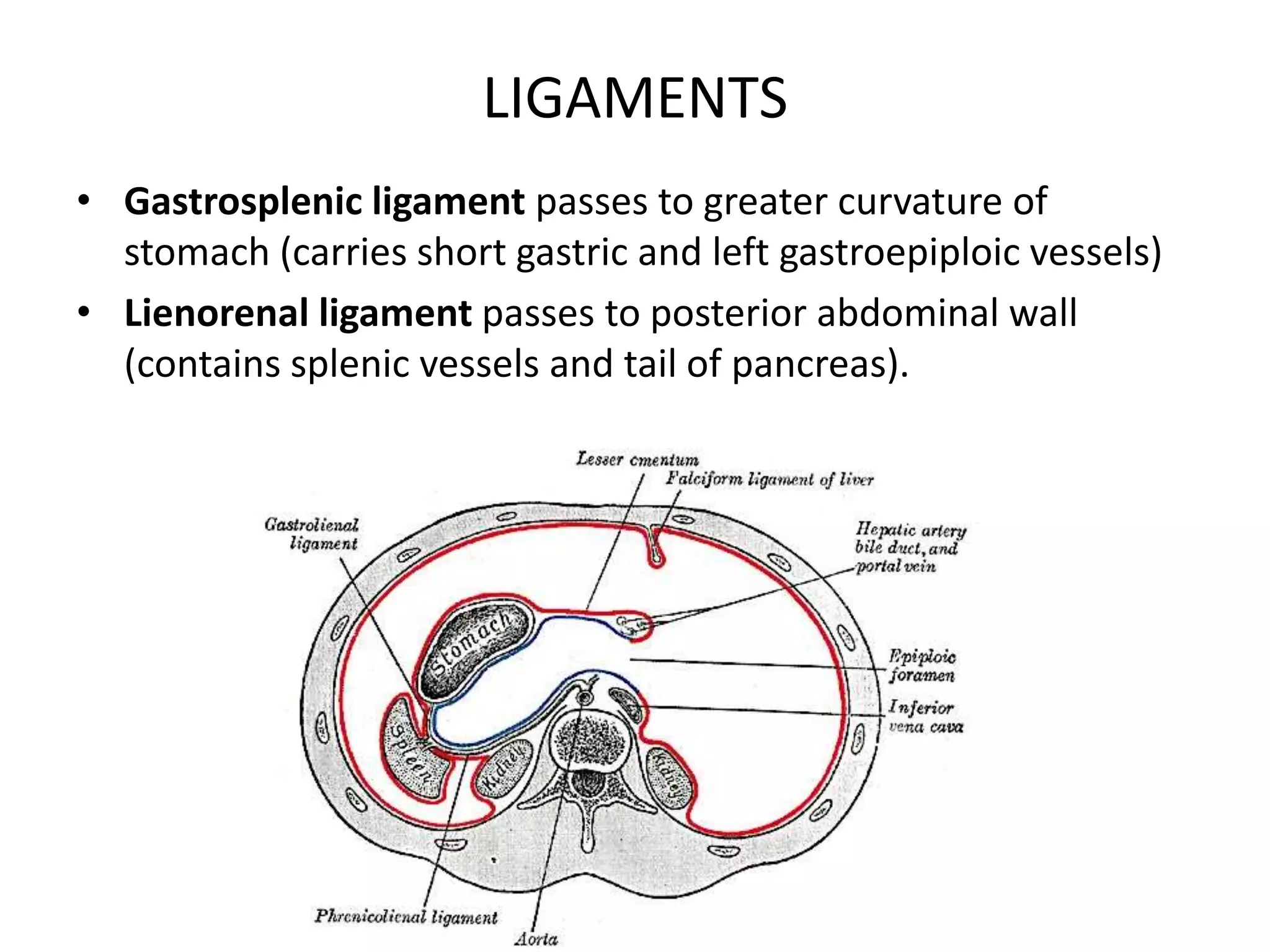 Lymphoid tissue | PPTX