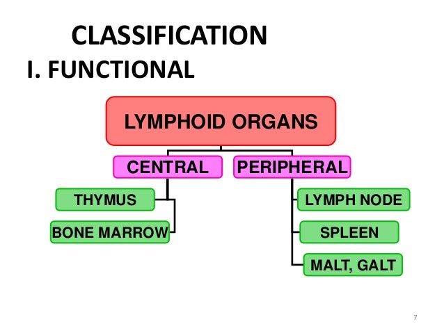 Lymphoid tissue