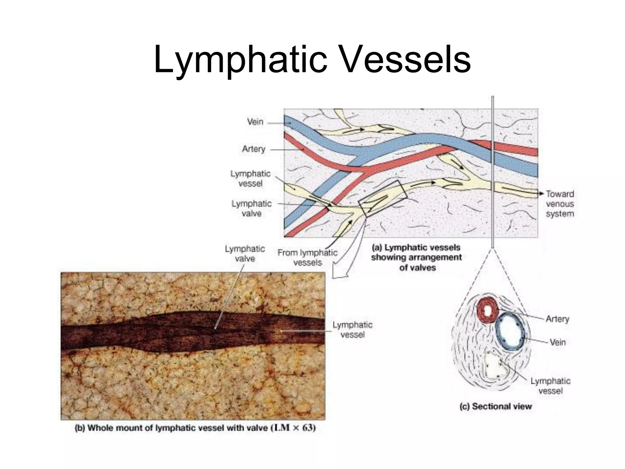 lymphoid_tissue.pdf