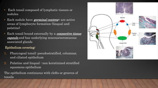 LYMPHOID TISSUES AND LYMPHATICS IN OROFACIAL REGION.pptx