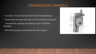 LYMPHOID TISSUES AND LYMPHATICS IN OROFACIAL REGION.pptx