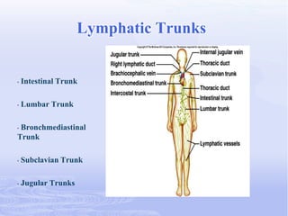 The Lymphatic System | PPTX