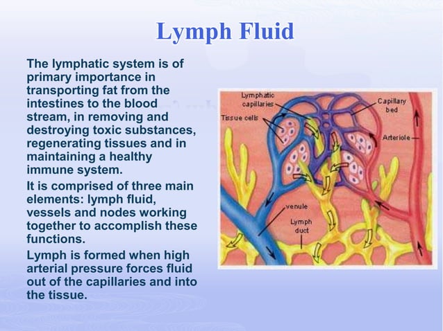 Lymphology | PPT
