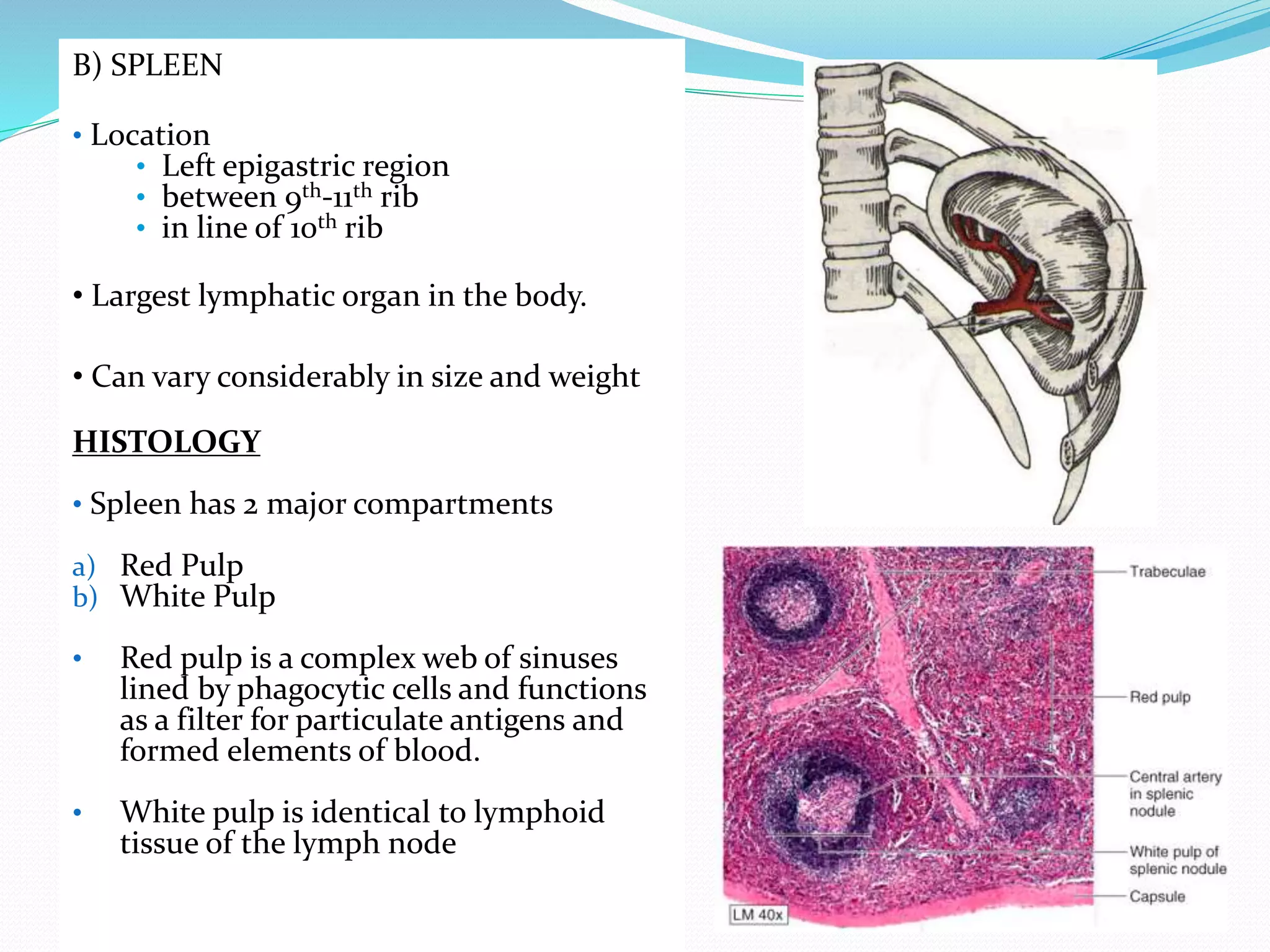 Lymphoma | PPTX