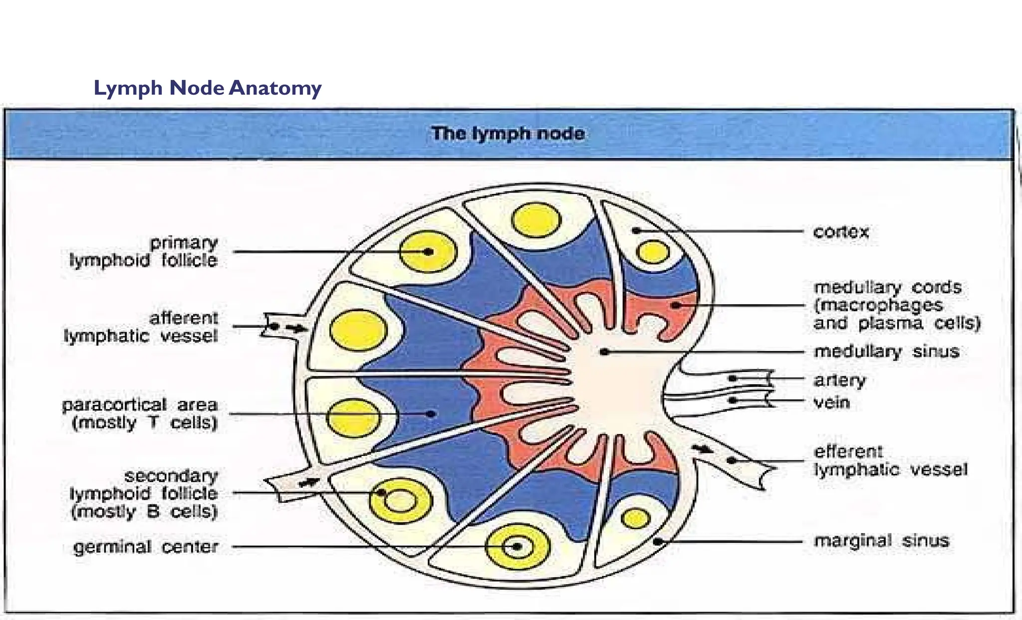 Lymphoma.pptxggjbjjjjjjjjjjjjjjjjjjjjjbh | PPT