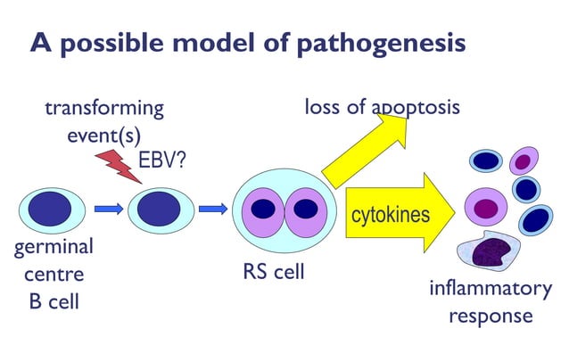 Lymphoma.pptxggjbjjjjjjjjjjjjjjjjjjjjjbh | PPT