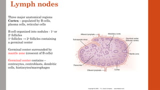 Lymphoma types and examination multiple mylar plasma cell lipid storage ...