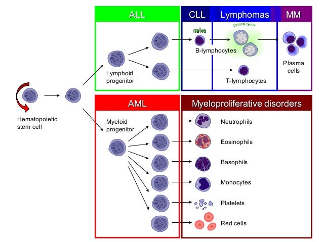 Lymphoma new