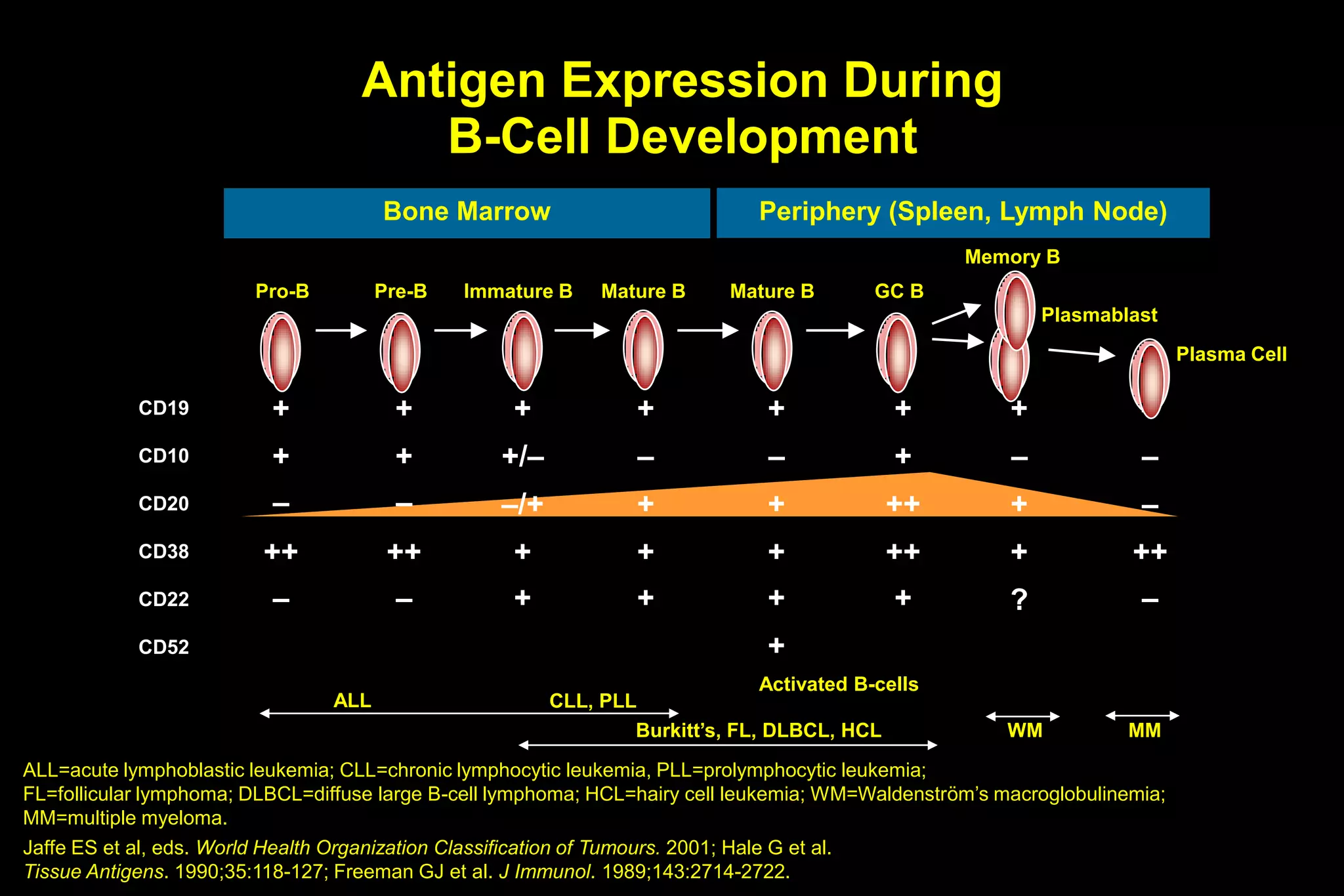 Lymphoma overview | PPTX