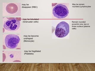 Lymphopoiesis-.ppt