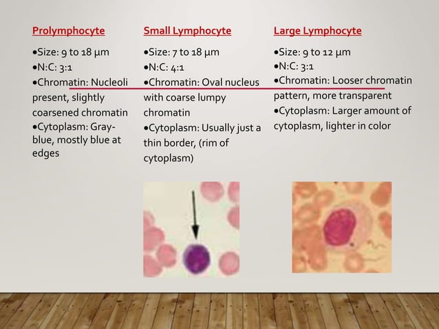 Lymphopoiesis-.ppt