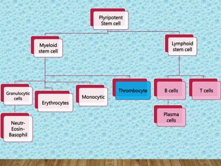 Lymphopoiesis-.ppt