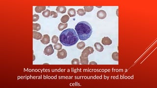 lymphopoiesis (1).phhhhhhhhhhhhhhhhhhhhhhhhhhptx | PPT