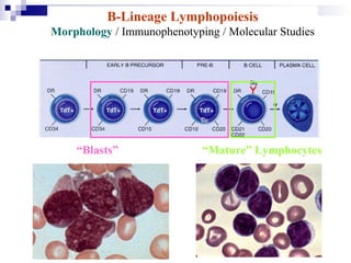 Lymphoproliferative disorders | PPT