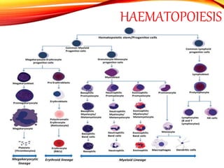 Lymphoreticular .pptx