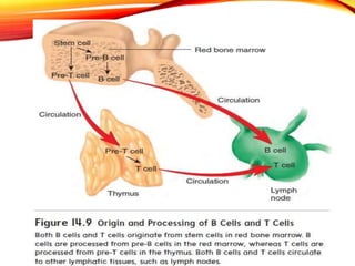 Lymphoreticular .pptx