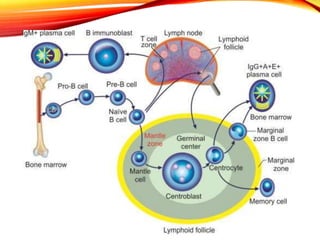 Lymphoreticular .pptx
