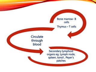 Lymphoreticular .pptx