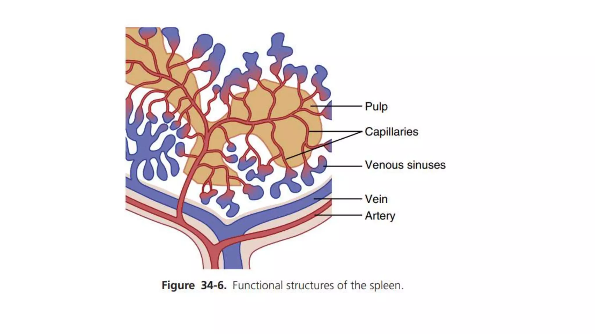 lymphoreticular system.pptx