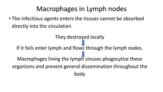 lymphoreticular system.pptx