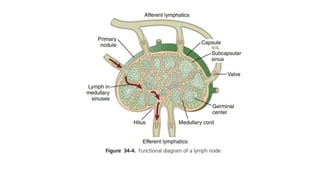 lymphoreticular system.pptx